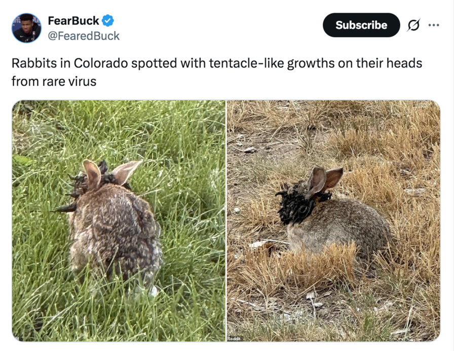 Fact Check: 'Weird Tentacles' Or 'Horns' On Rabbit Heads Caused By Common Virus | Lead Stories